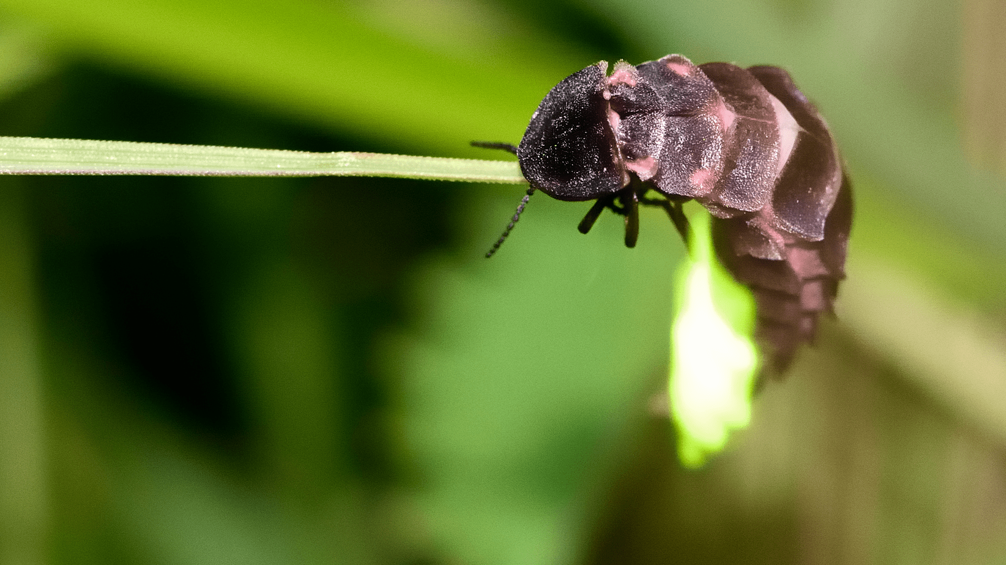 LED lights impact glow-worm mating season | Popular Science