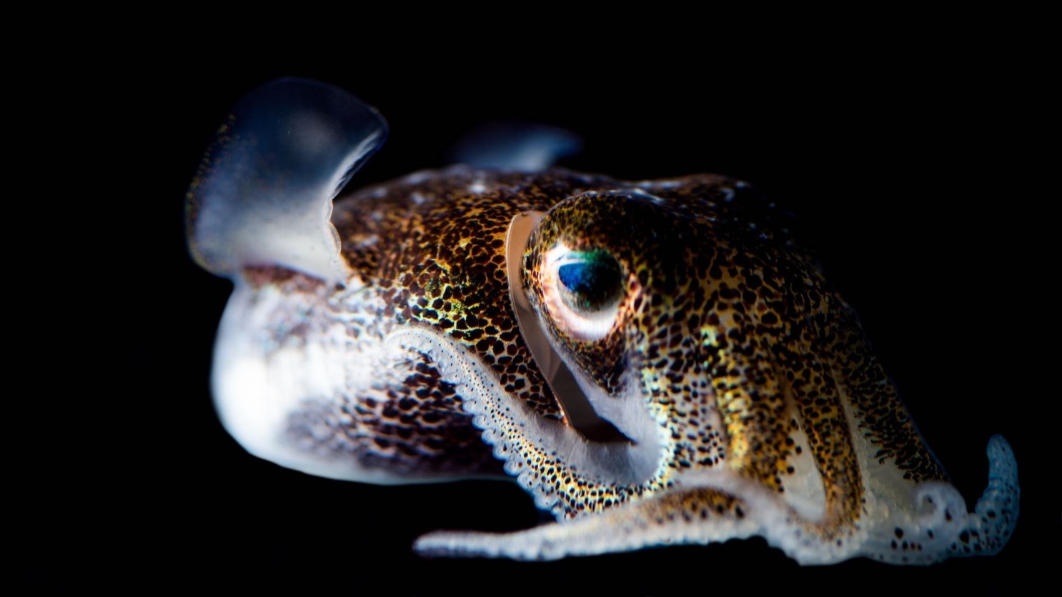 Boat noise makes squid temporarily deaf | Popular Science