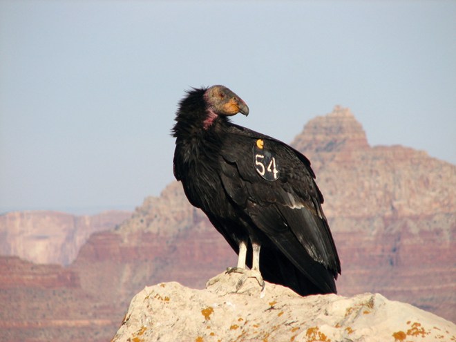 A shocking number of birds are in trouble | Popular Science