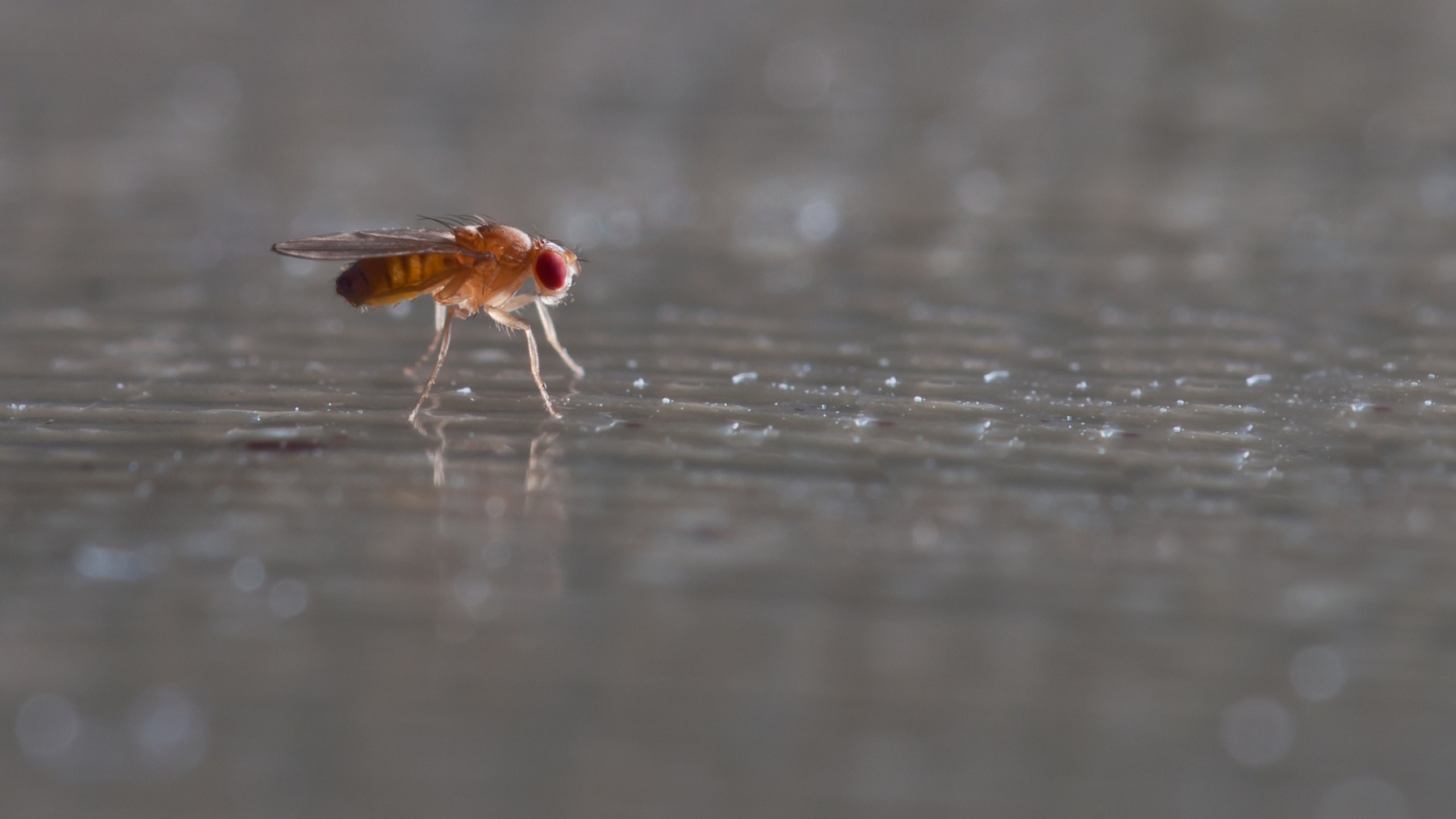 Novel AI system reveals fruit fly behavior easily | Popular Science