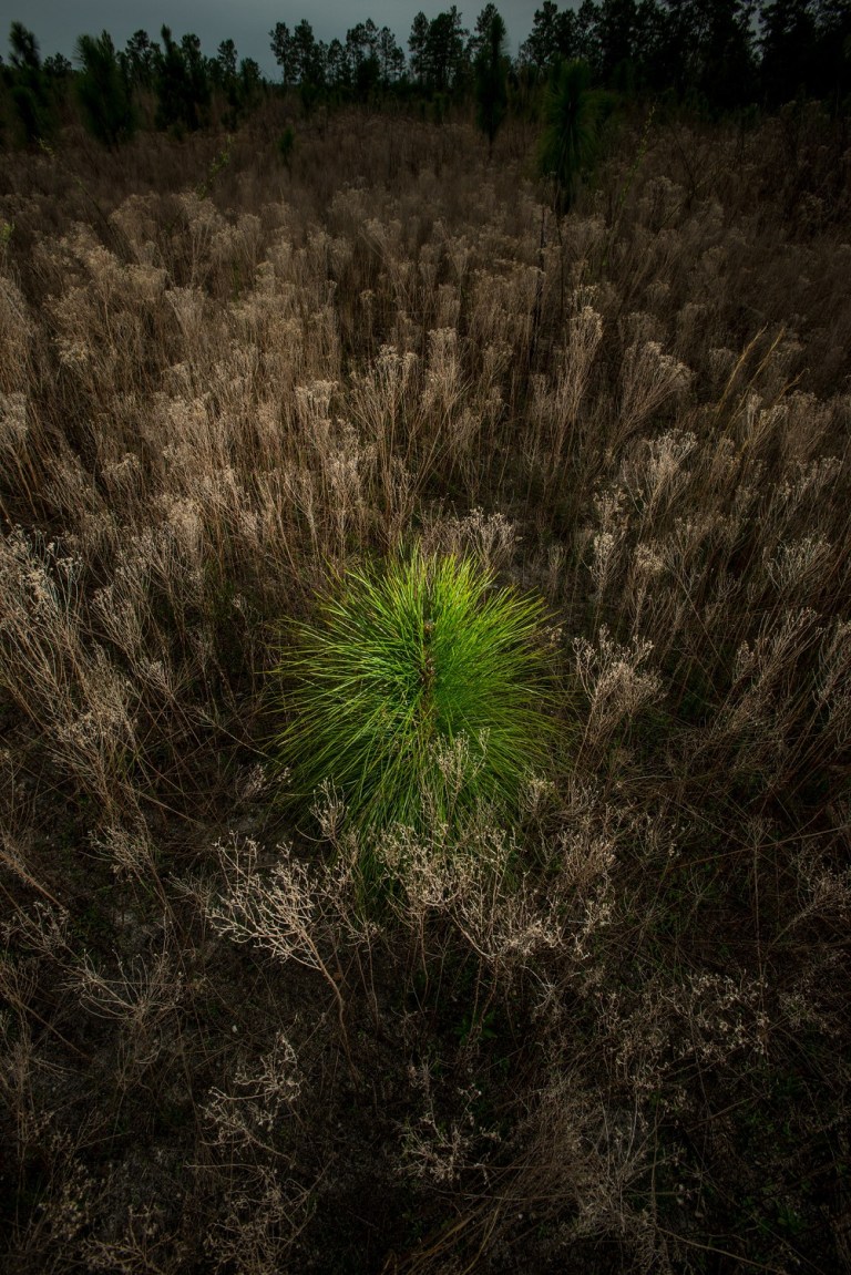 Longleaf pine forests thrive on controlled burns | Popular Science