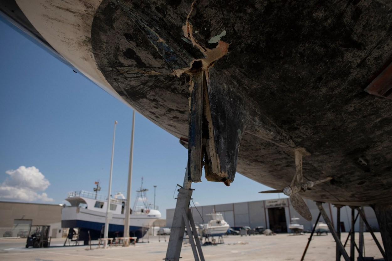 Orcas attacking boats might be suffering trauma | Popular Science