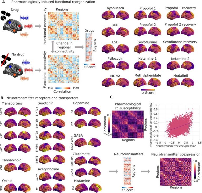 Scientists map the brain on mind-altering drugs | Popular Science