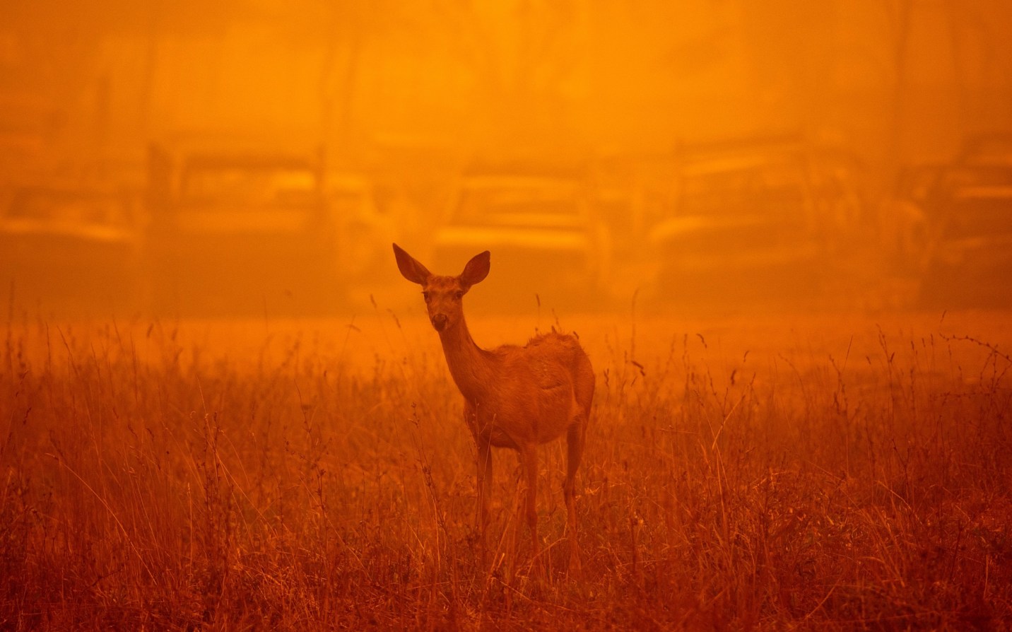 How to protect animals from wildlife smoke | Popular Science
