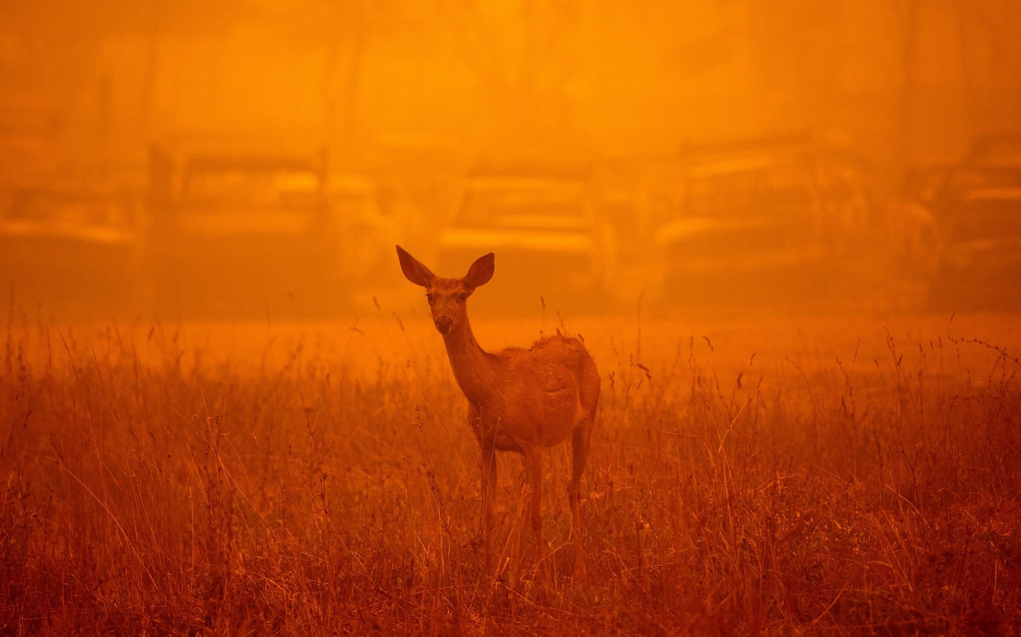 How to protect animals from wildlife smoke | Popular Science