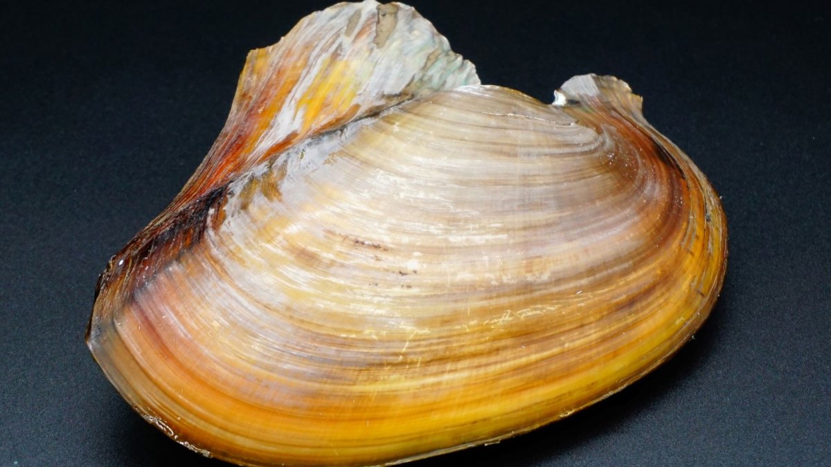 Mussels could help us build a better hinge | Popular Science