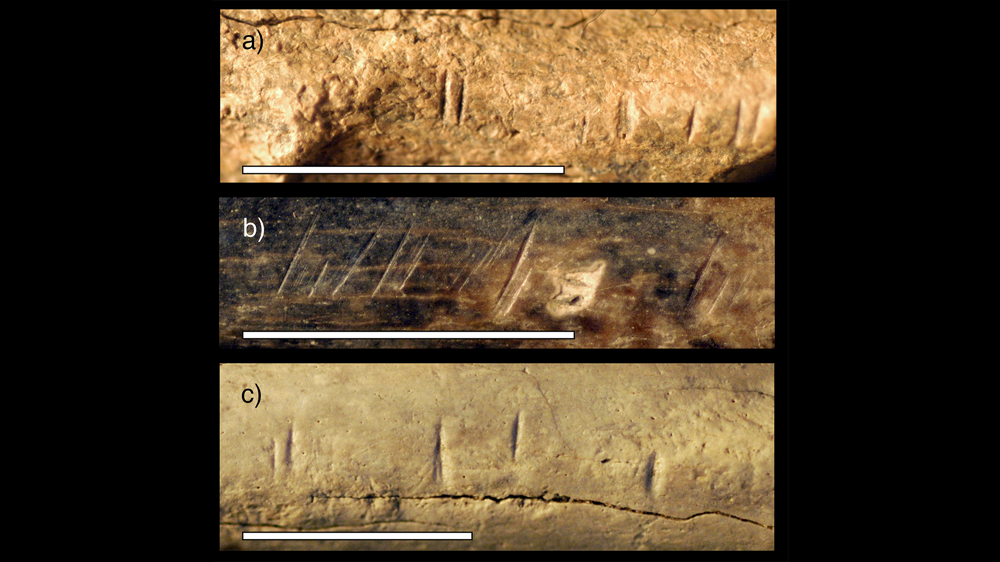 Fossil cuts may point to early human cannibalism | Popular Science