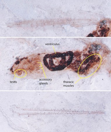 Scientists find 50-million-year-old insect testicle | Popular Science