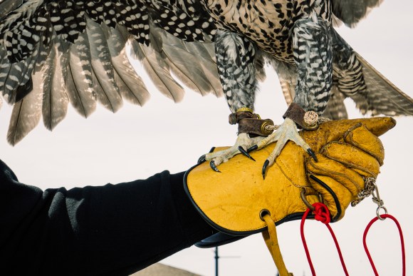 How birds of prey defend Jersey Shore visitors from gull attacks ...
