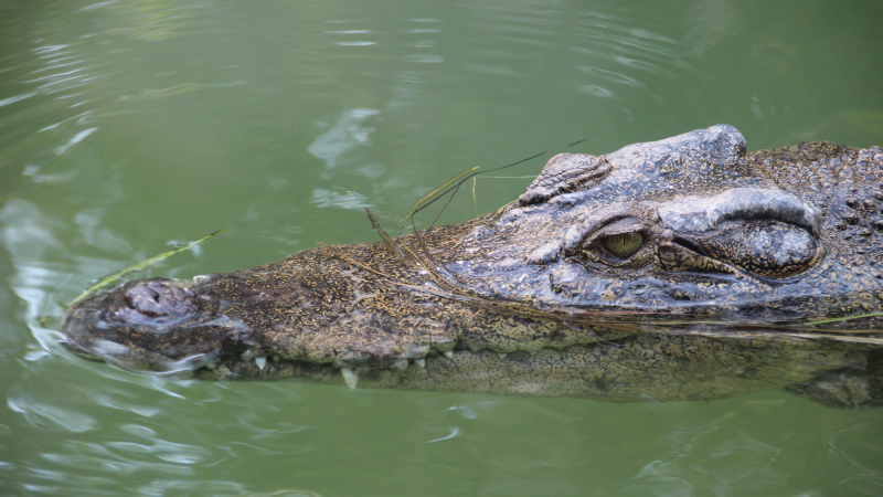 Scientists vaccinated crocodiles—here's why | Popular Science