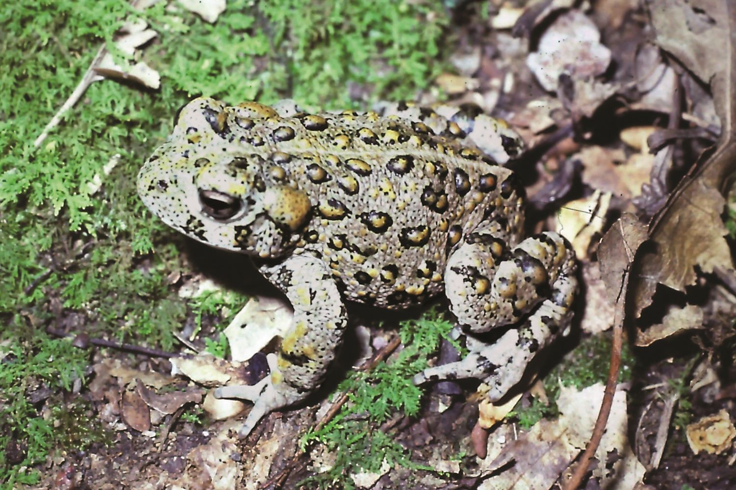 Frog photos of 7 North American species | Popular Science