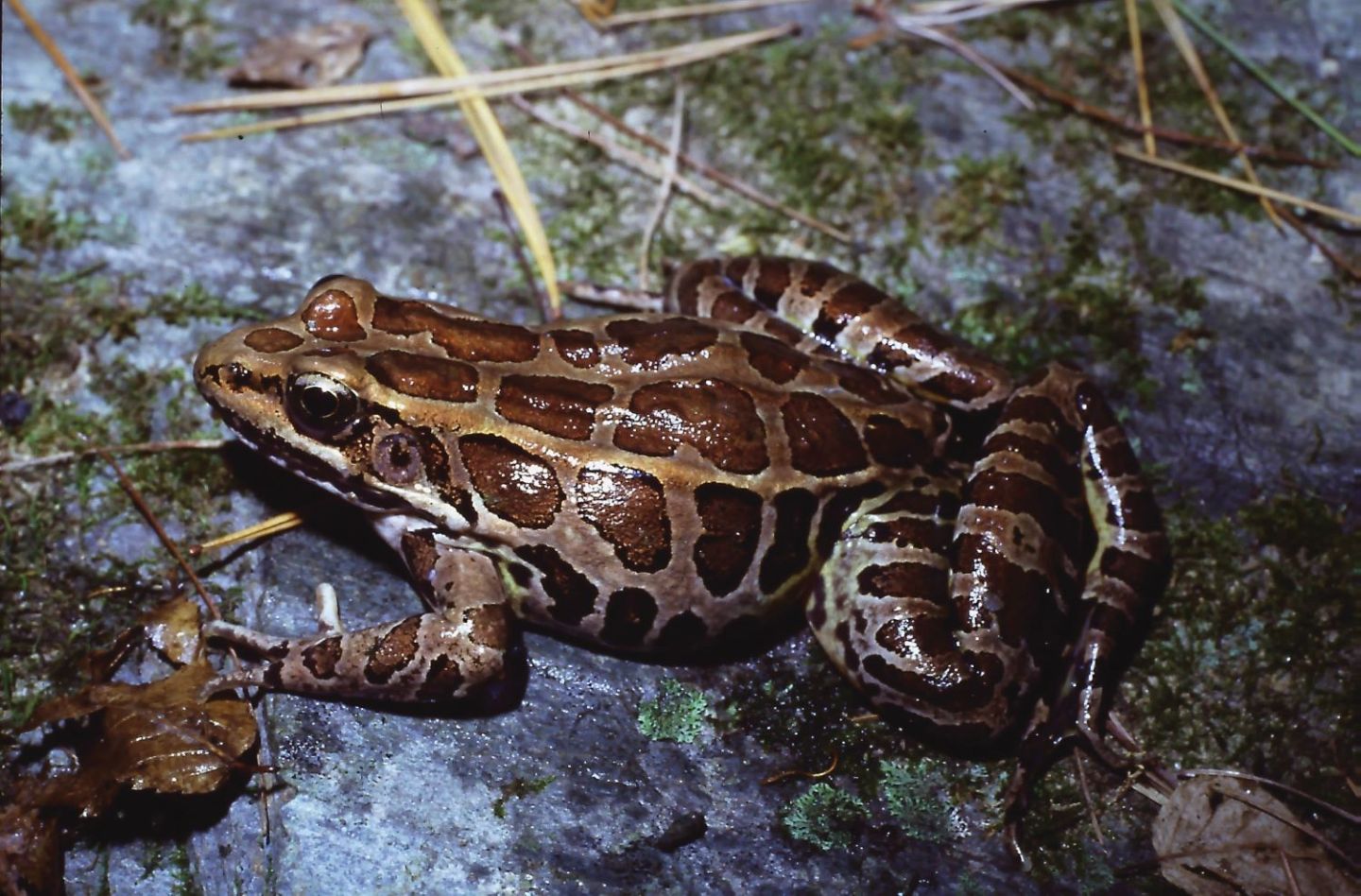 Frog photos of 7 North American species | Popular Science
