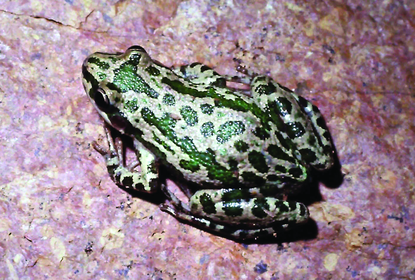 Frog photos of 7 North American species | Popular Science