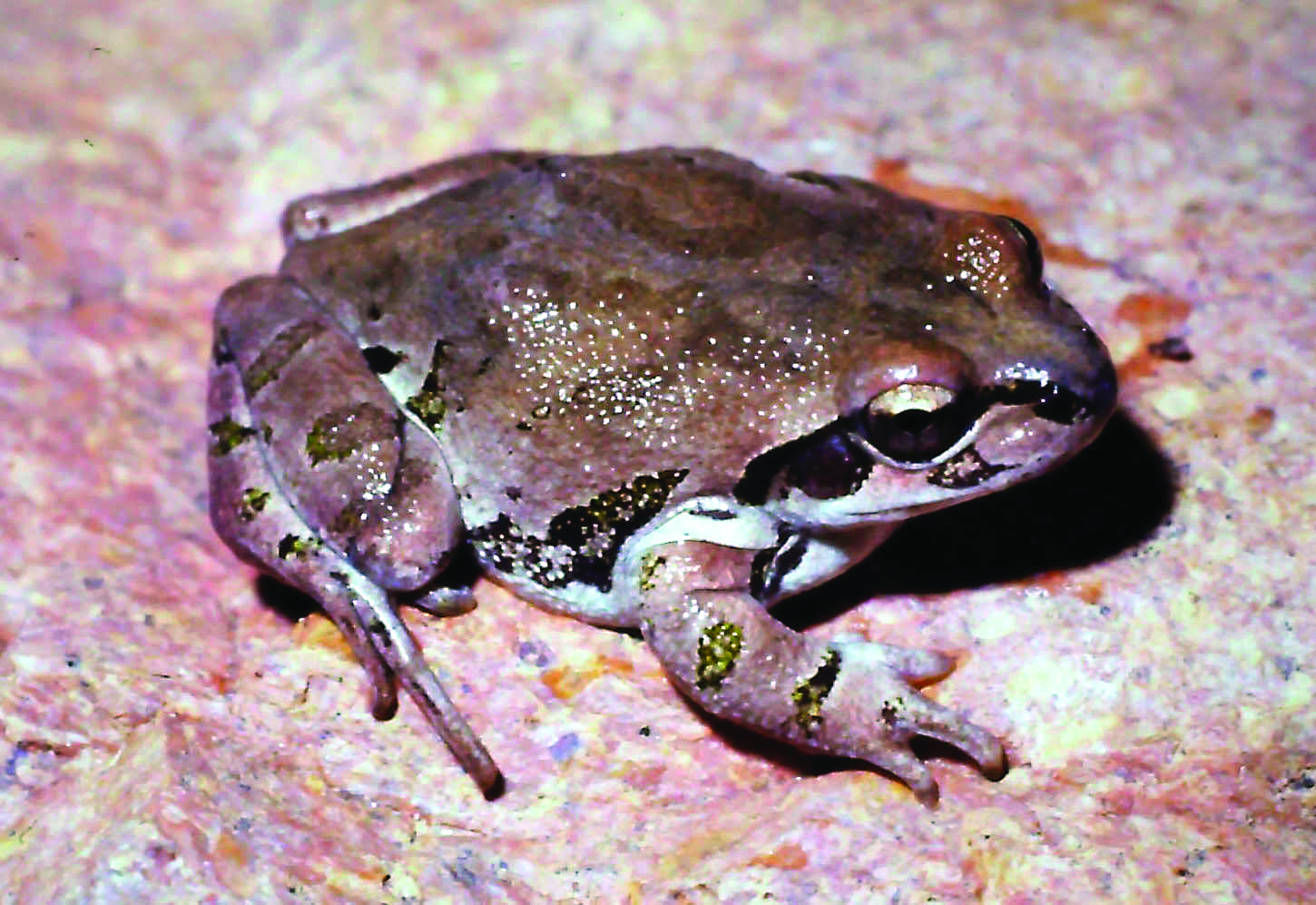Frog photos of 7 North American species | Popular Science