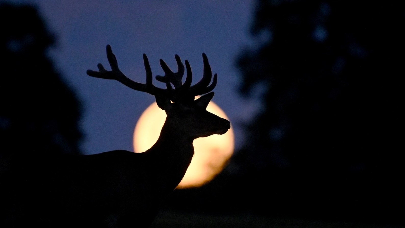 July stargazing guide: supermoon and Aquarids | Popular Science