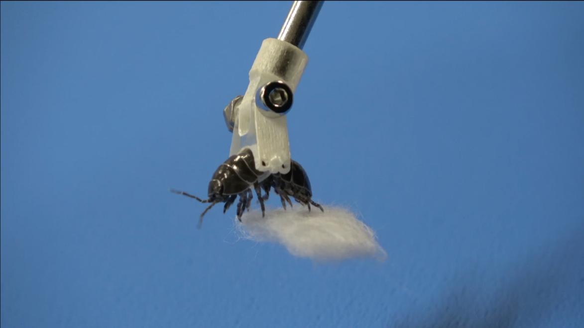 This robot uses pill bugs as grippers | Popular Science