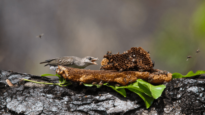 Badgers and birds may be partners crime | Popular Science
