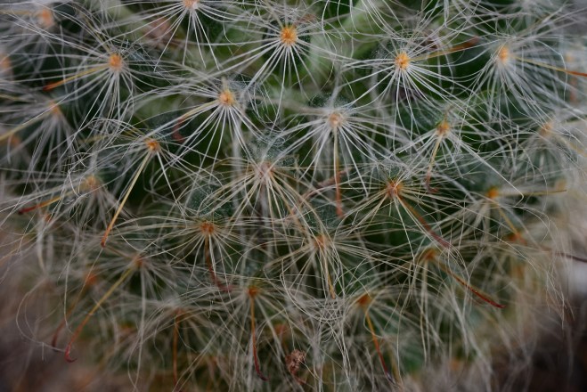 How to remove cactus spines | Popular Science