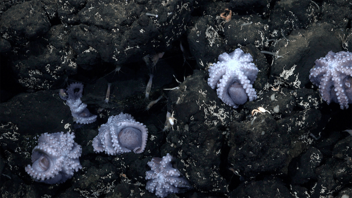 Four new octopus species discovered in the deep-sea vents off Costa ...