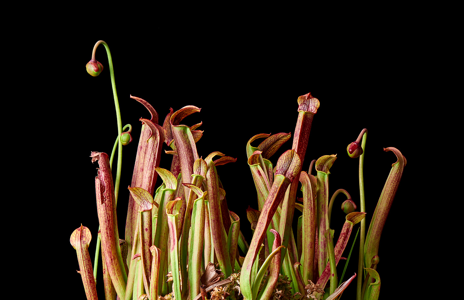 13 photos of a carnivorous plant collection | Popular Science