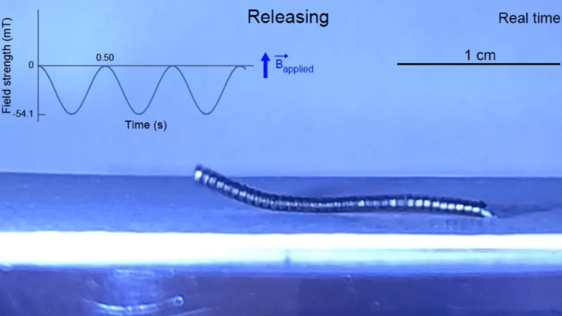 This turtle robot is designed to lead baby sea turtles to safety ...