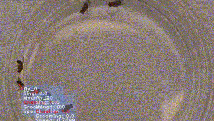 Novel AI system reveals fruit fly behavior easily | Popular Science