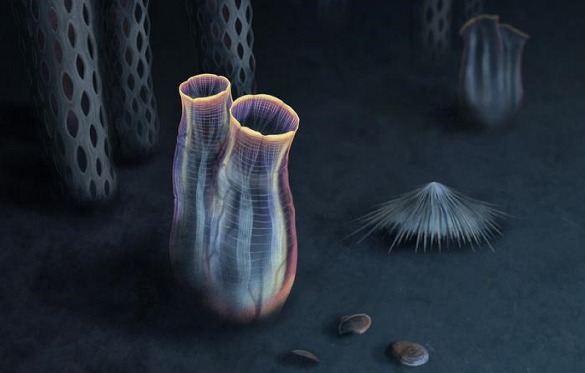Oldest tunicate fossil is from Cambrian explosion | Popular Science