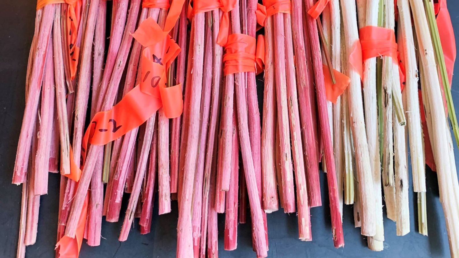 CRISPR trees have more sustainable wood | Popular Science