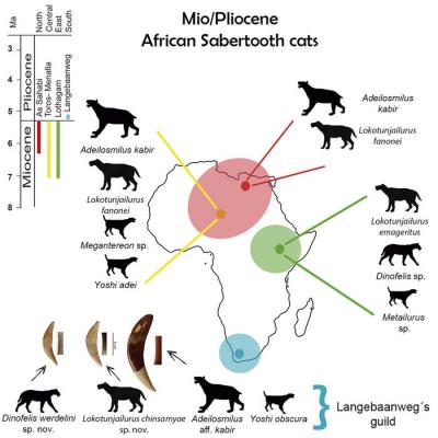 Scientists find two new sabertooth cat species | Popular Science