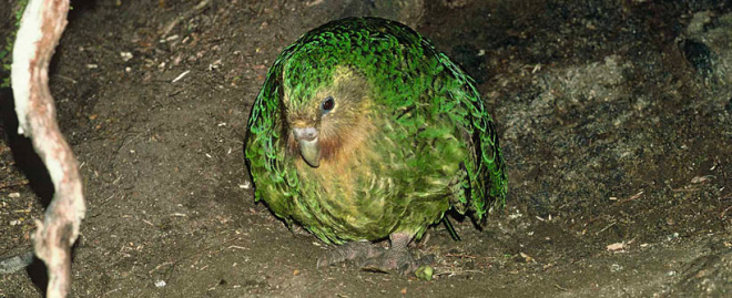 Kākāpō parrots return to mainland New Zealand | Popular Science