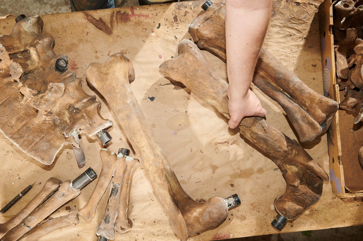 How artists make replicas of dinosaur fossils | Popular Science