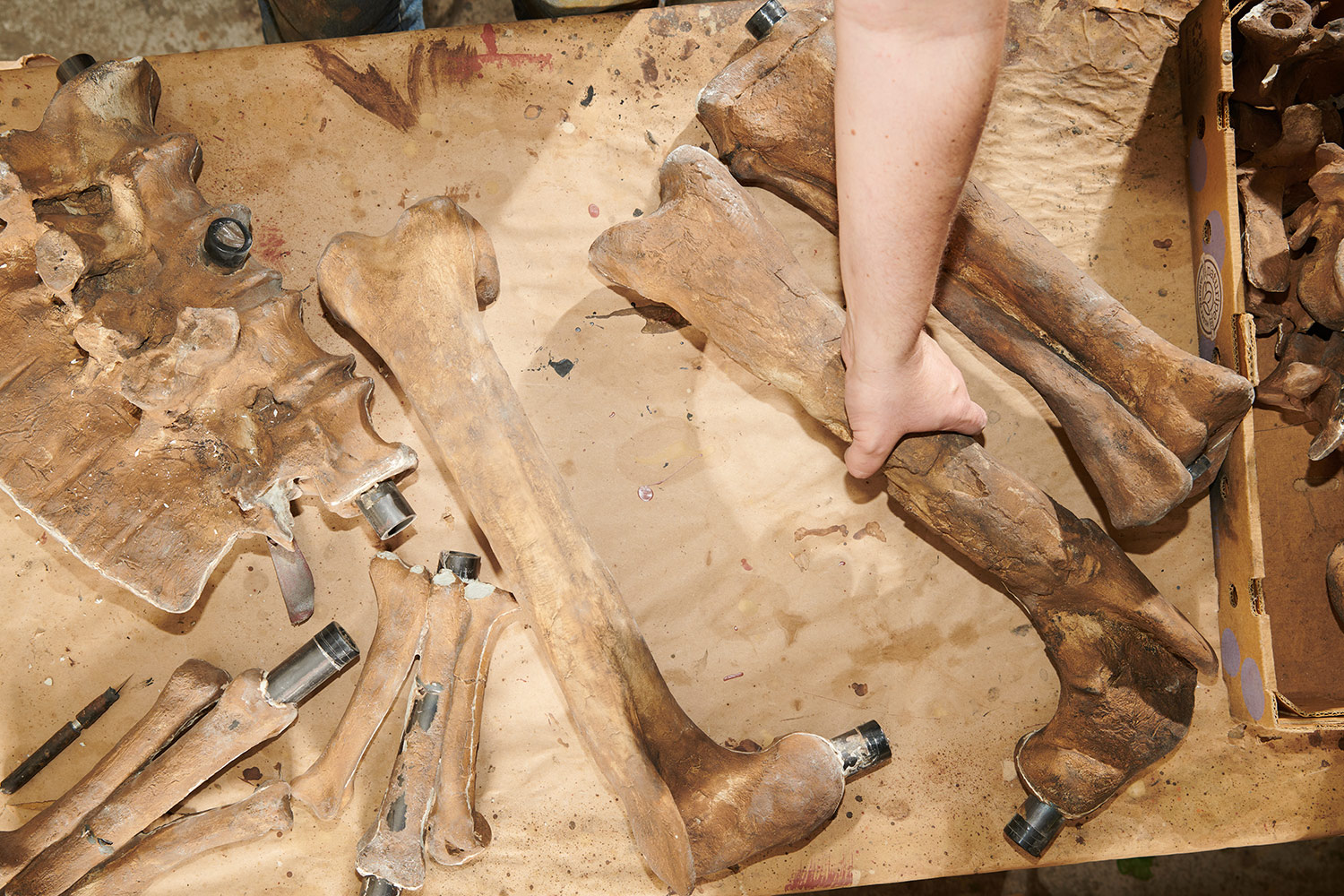 How artists make replicas of dinosaur fossils | Popular Science