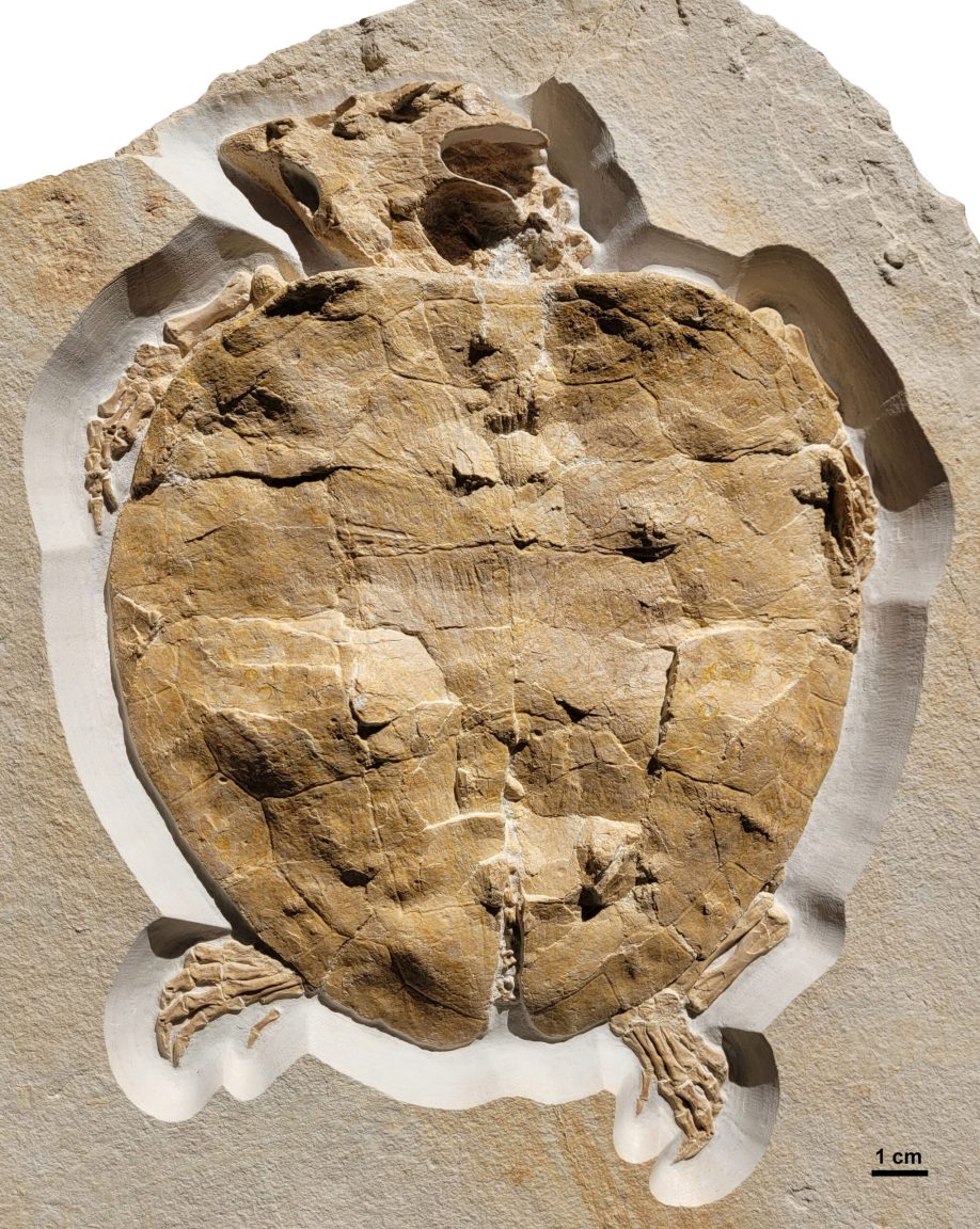 Squashed ancient turtle fossil found in Germany | Popular Science