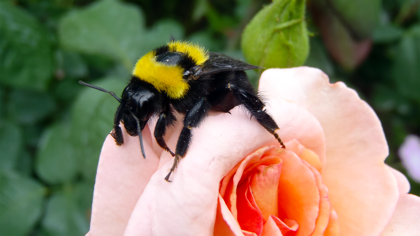Bees likely started evolving on Gondwana | Popular Science