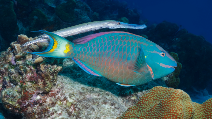 This fish has 6 legs that act like tongues | Popular Science