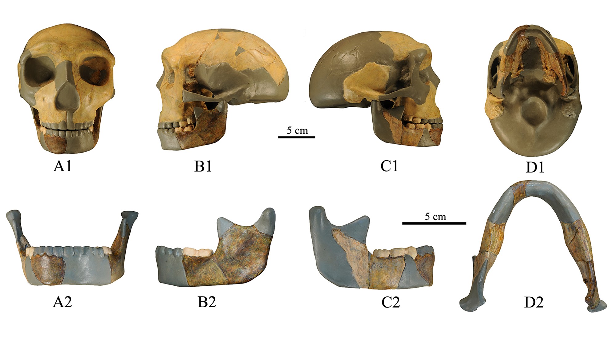 Skull points to a possible new branch on human family tree | Popular Science