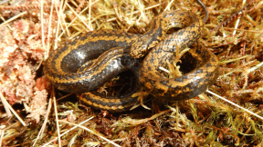 New species of snake named for actor Harrison Ford | Popular Science