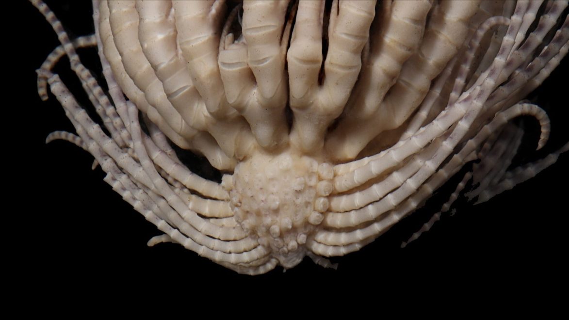 Strawberry feather stars are 20-armed sea critters | Popular Science