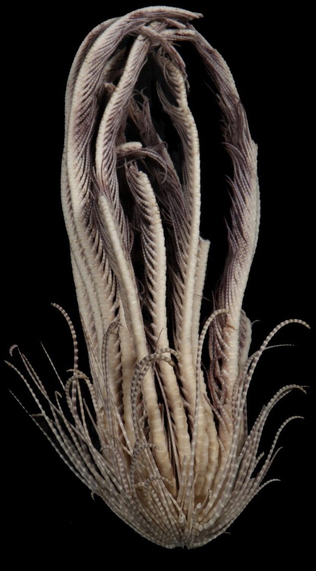 Strawberry feather stars are 20-armed sea critters | Popular Science