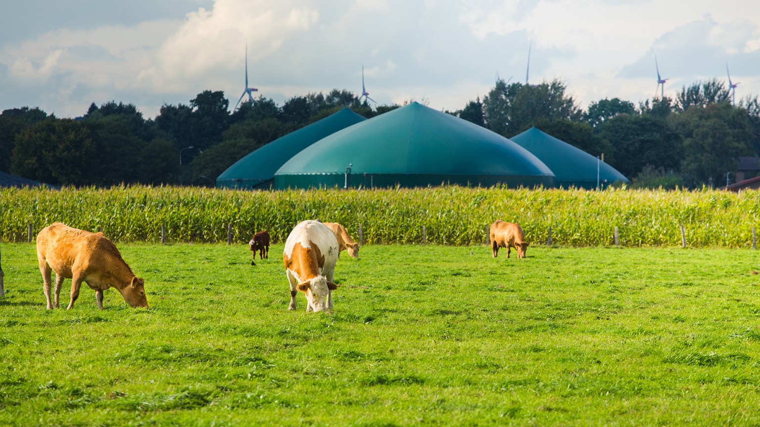 The new ethanol? Biogas producers are pushing livestock poop as ...