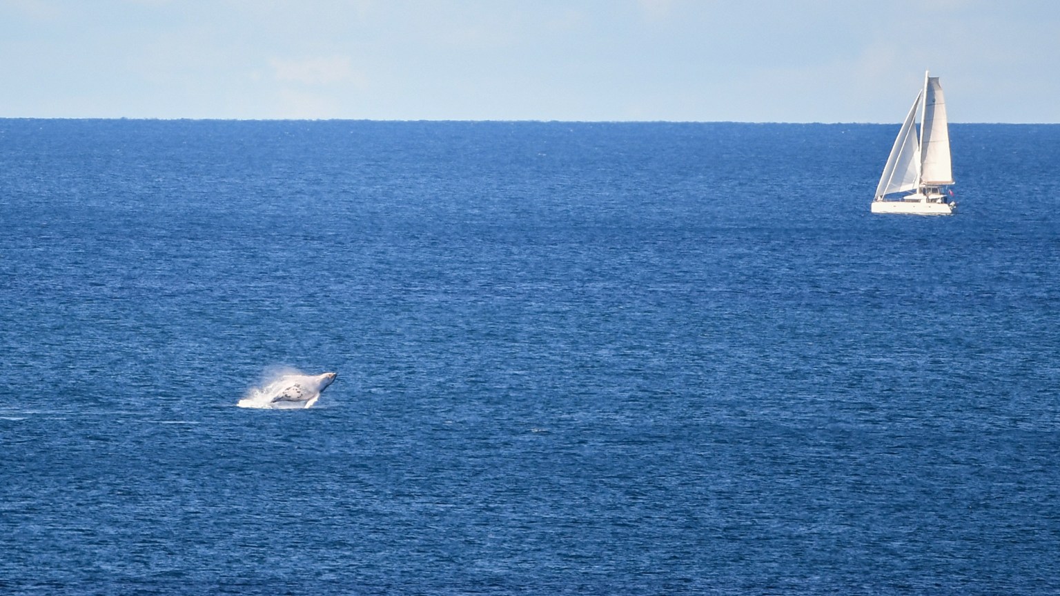 The truth behind animal resistance memes | Popular Science