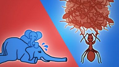 What's the world's strongest animal by weight? | Popular Science