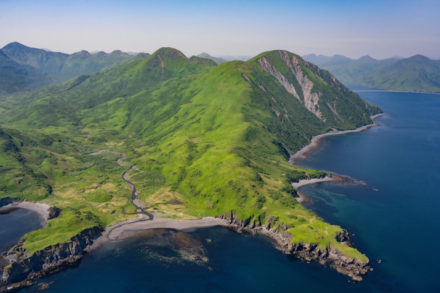 Feral cows took over a remote Alaskan island | Popular Science