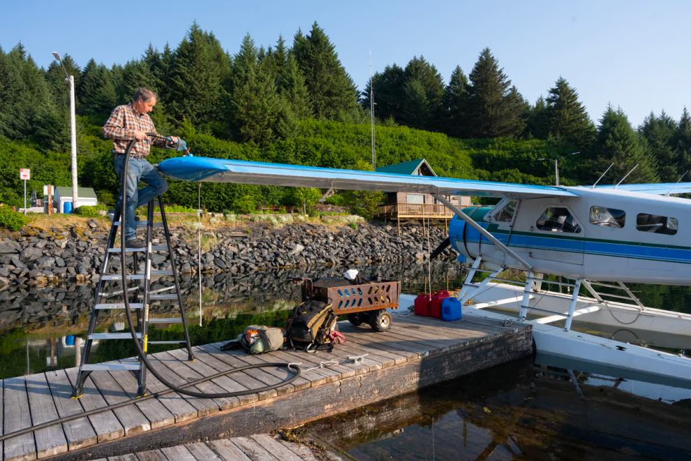 Feral cows took over a remote Alaskan island | Popular Science