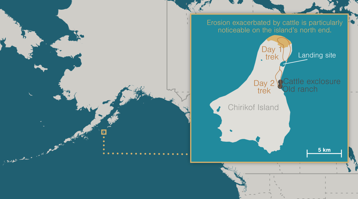 Feral cows took over a remote Alaskan island | Popular Science