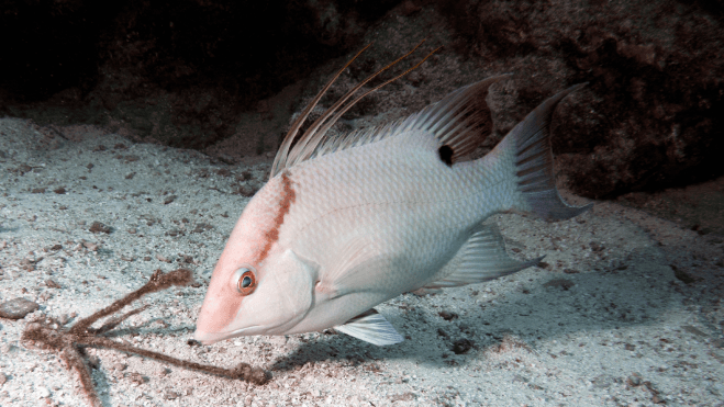 Seriously grumpy-faced fish discovered in Red Sea | Popular Science
