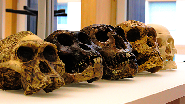 Humans nearly went extinct 800,000 years ago | Popular Science
