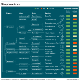 Do animals dream? | Popular Science