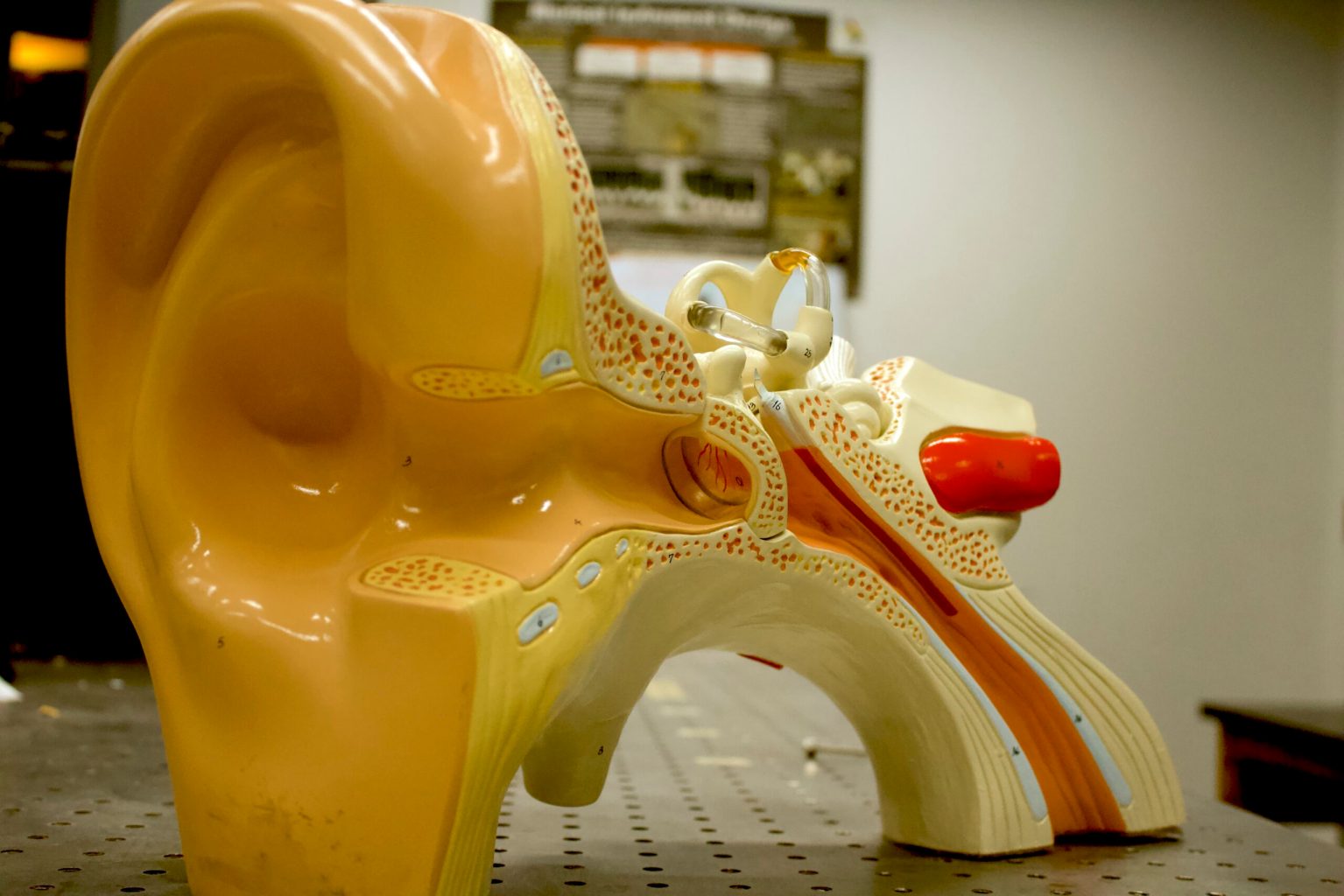 Inside a room with no echoes | Popular Science