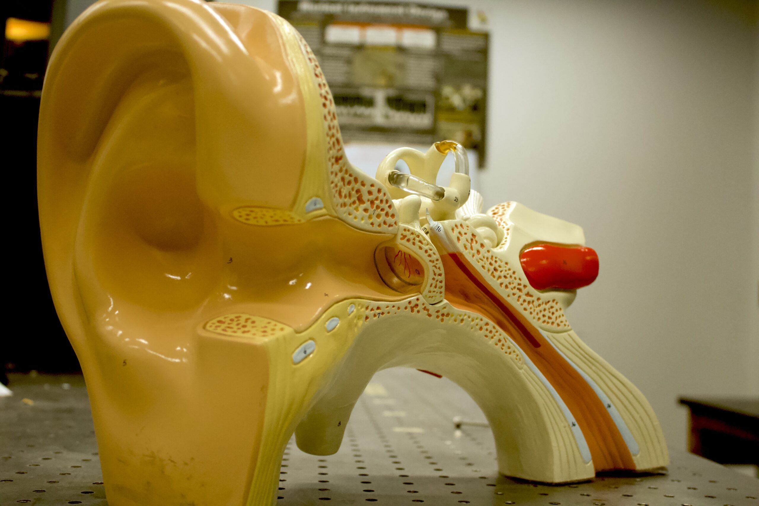 Inside a room with no echoes | Popular Science